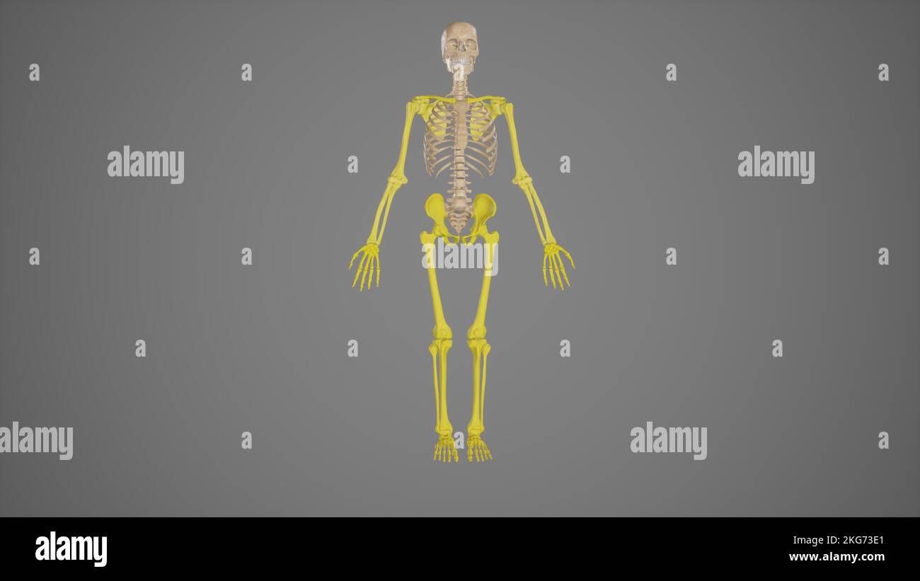 Anatomie du squelette appendiculaire coloré Photo Stock - Alamy