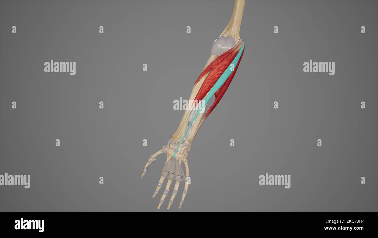 Muscles de l'avant-bras - Palmaris Longus Illustration Photo Stock - Alamy