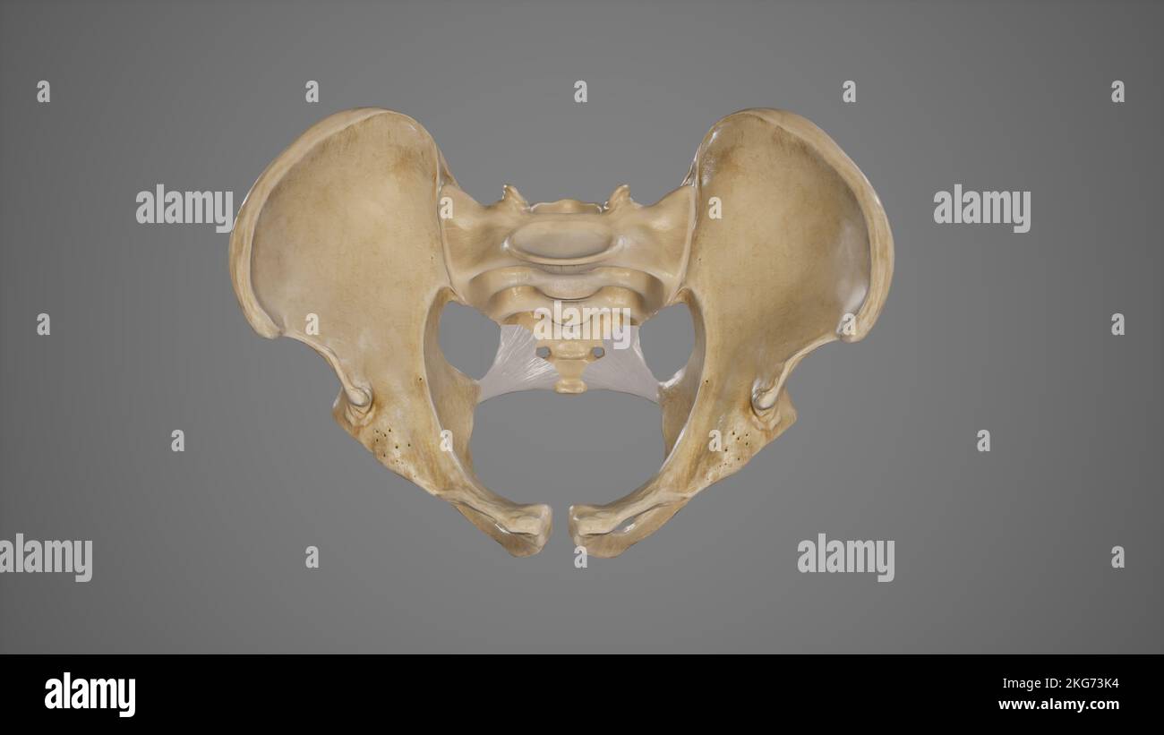 Sacroiliac joint Banque de photographies et d’images à haute résolution ...