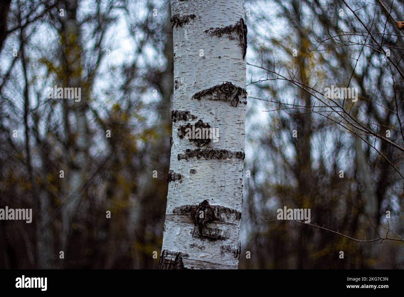 Birch texture Banque de photographies et d’images à haute résolution ...