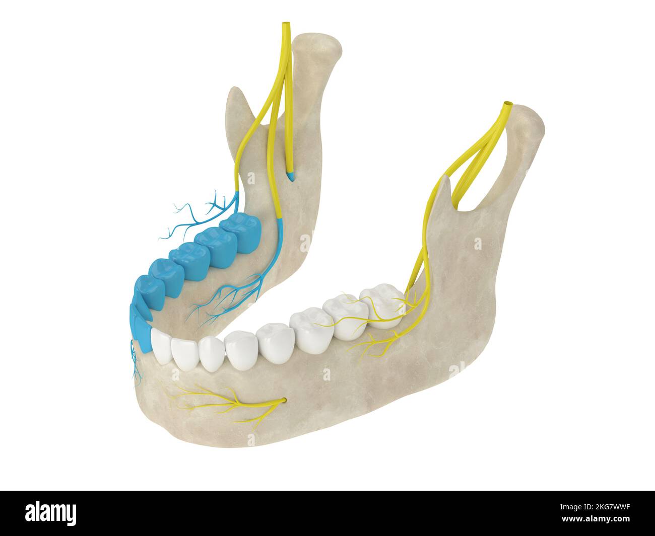 3d rendu de la voûte mandibulaire montrant une zone du nerf alvéolaire ...