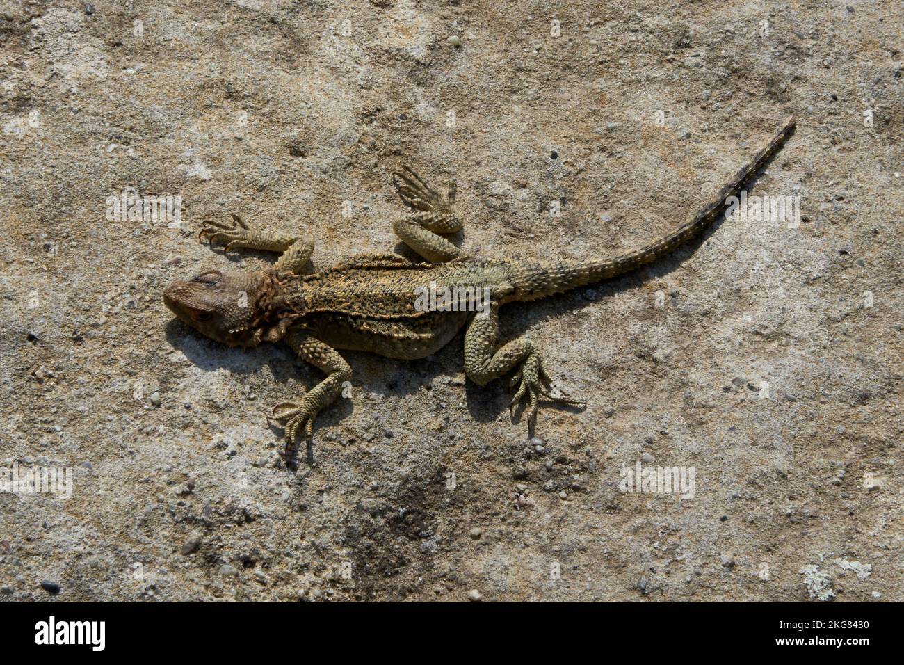 Kaukasus agame Banque de photographies et d’images à haute résolution - Alamy