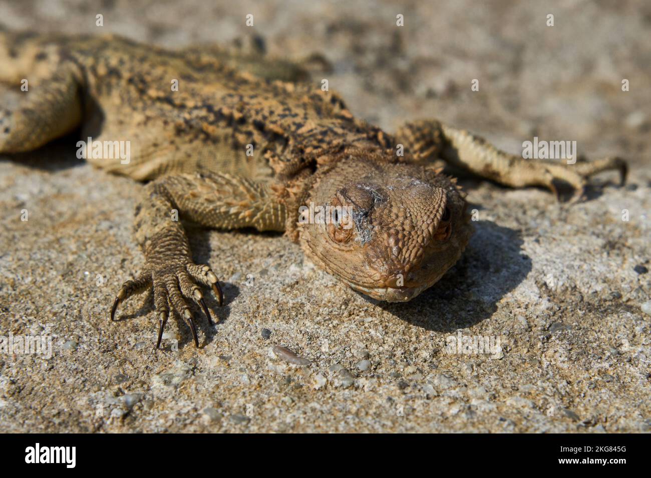 Kaukasus agame Banque de photographies et d’images à haute résolution ...