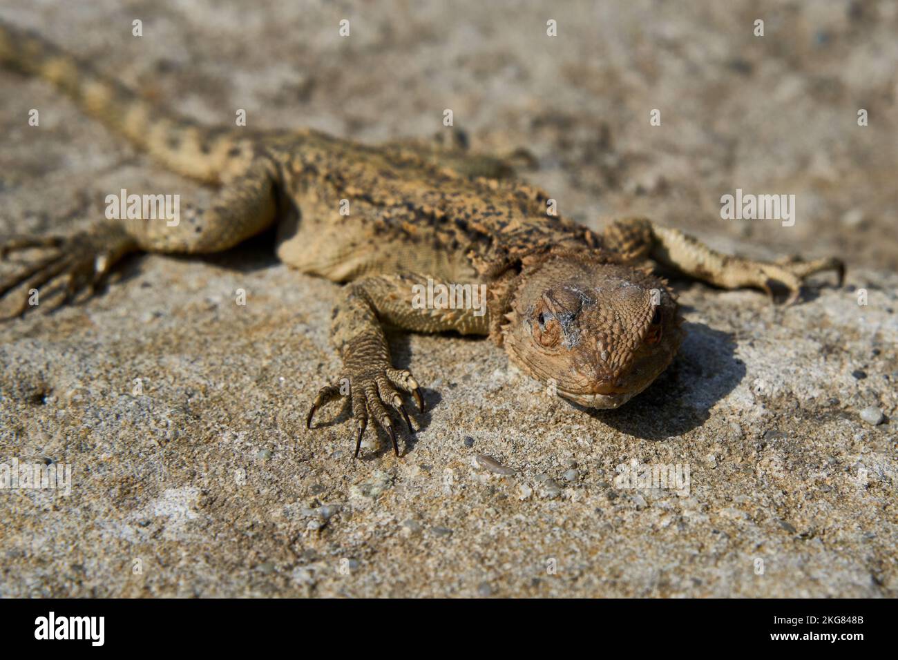 Kaukasus agame Banque de photographies et d’images à haute résolution - Alamy