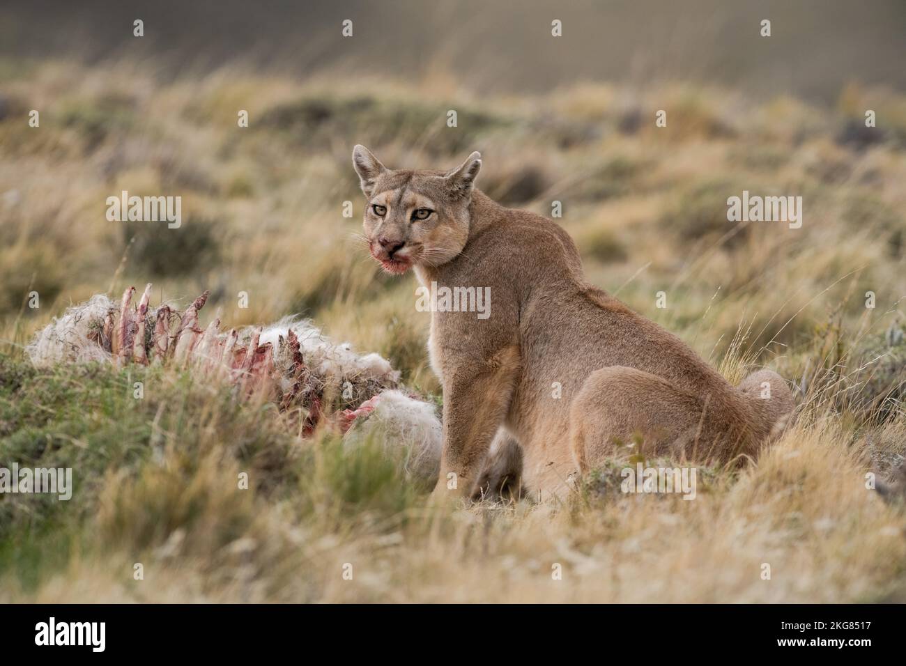 Puma eating a guanaco Banque de photographies et d’images à haute ...