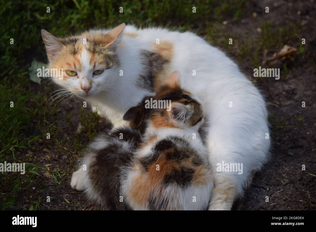 Chat sauvage avec des chatons Banque de photographies et d’images à haute résolution - Alamy