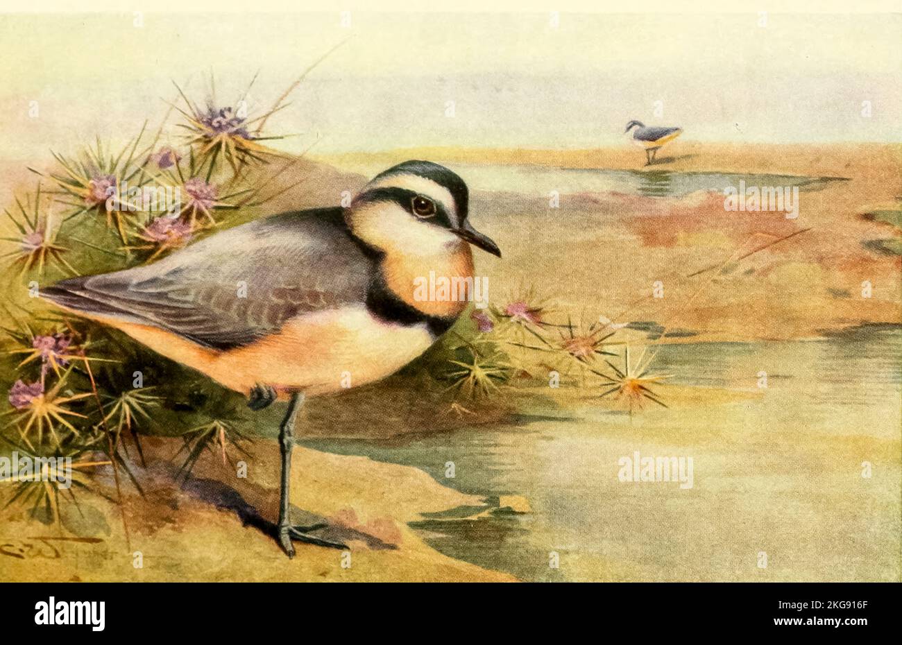 Vanellus tectus oiseaux Banque de photographies et d’images à haute ...