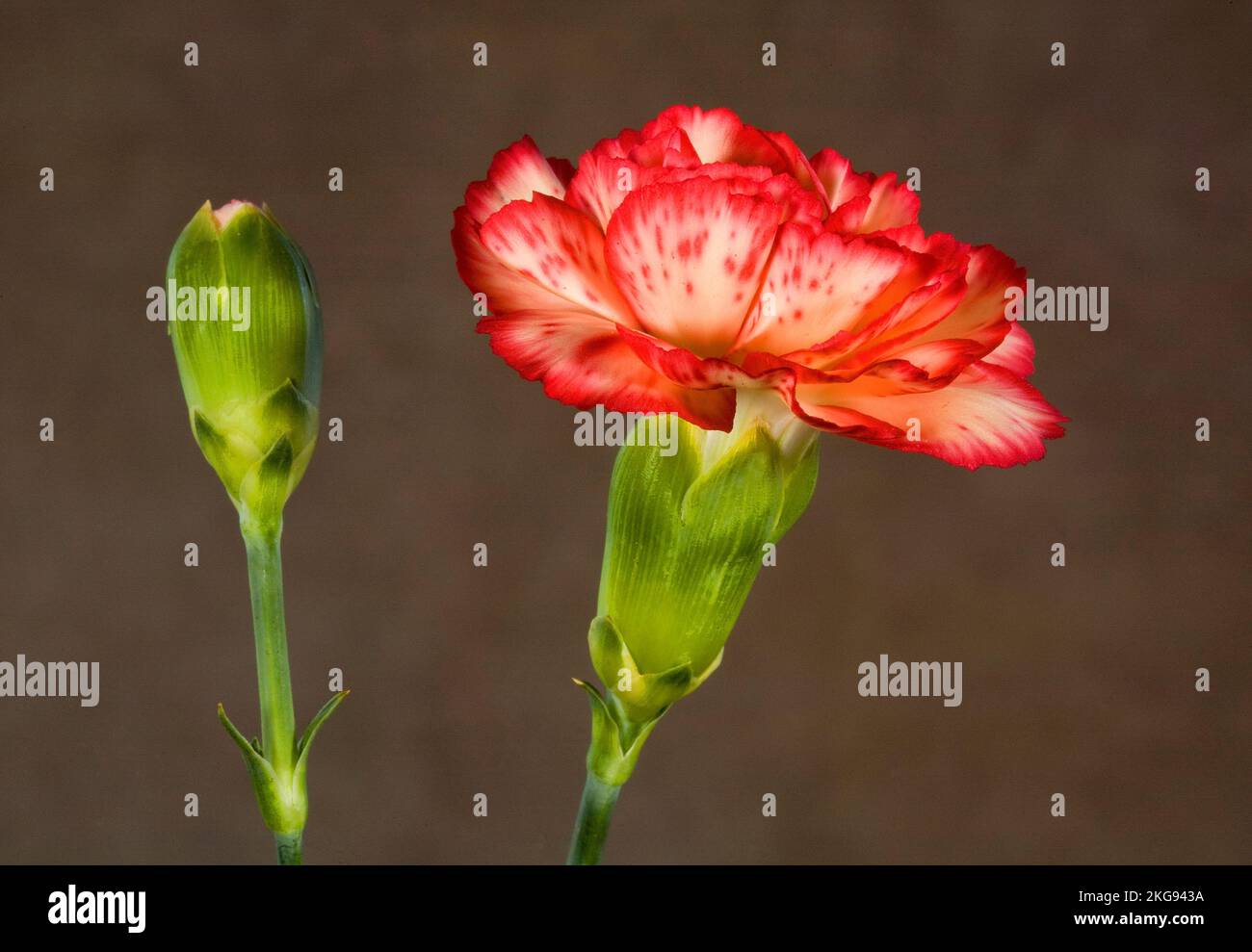 Single carnation bouquet Banque de photographies et d’images à haute ...