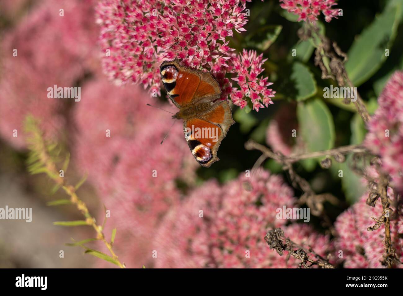 Un papillon de paon mange sur une fleur rose de Sedum - chou de lièvre ...