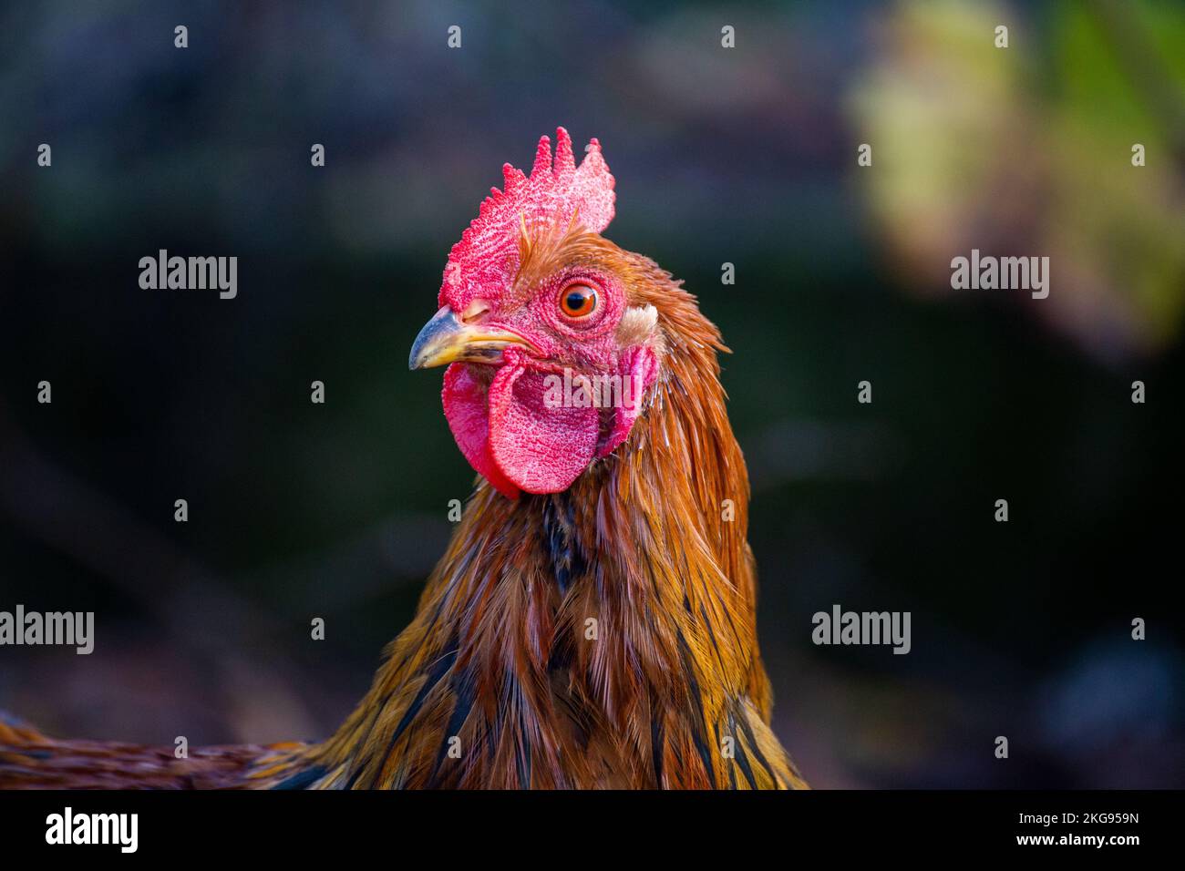 Von hahn Banque de photographies et d’images à haute résolution - Alamy