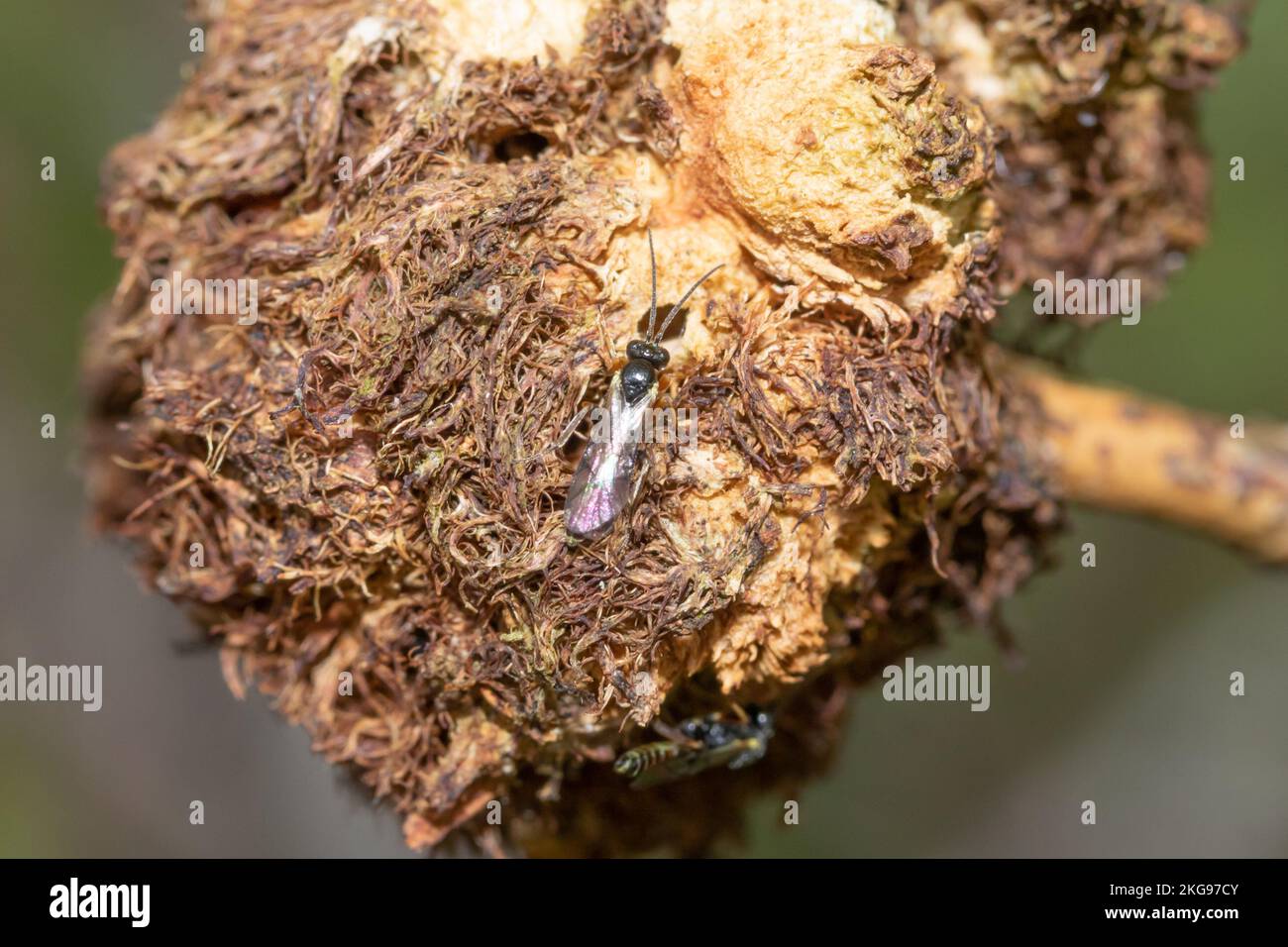 Orthopelma médiateur guêpe mâles attendant que les femelles émergent de ...