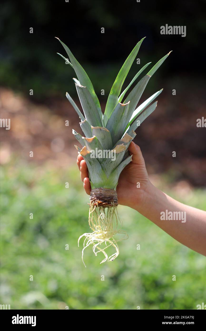 Comment faire pousser un ananas à la maison. La main d'un enfant montre ...