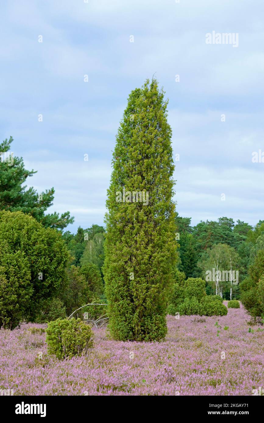 Heathland, Oberoher Heide, genièvre commun (Juniperus communis ...