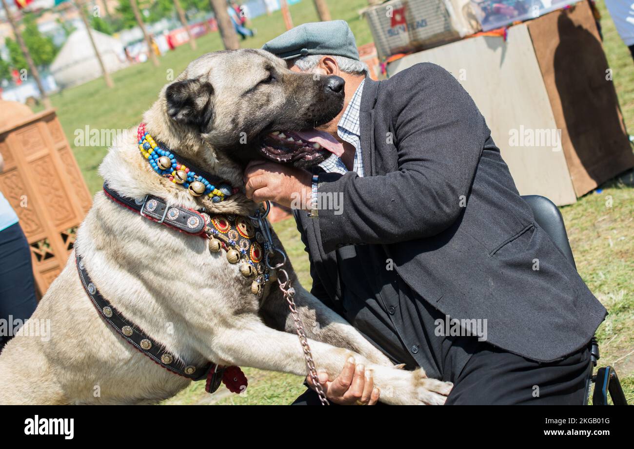 Berger turc Banque de photographies et d’images à haute résolution - Alamy