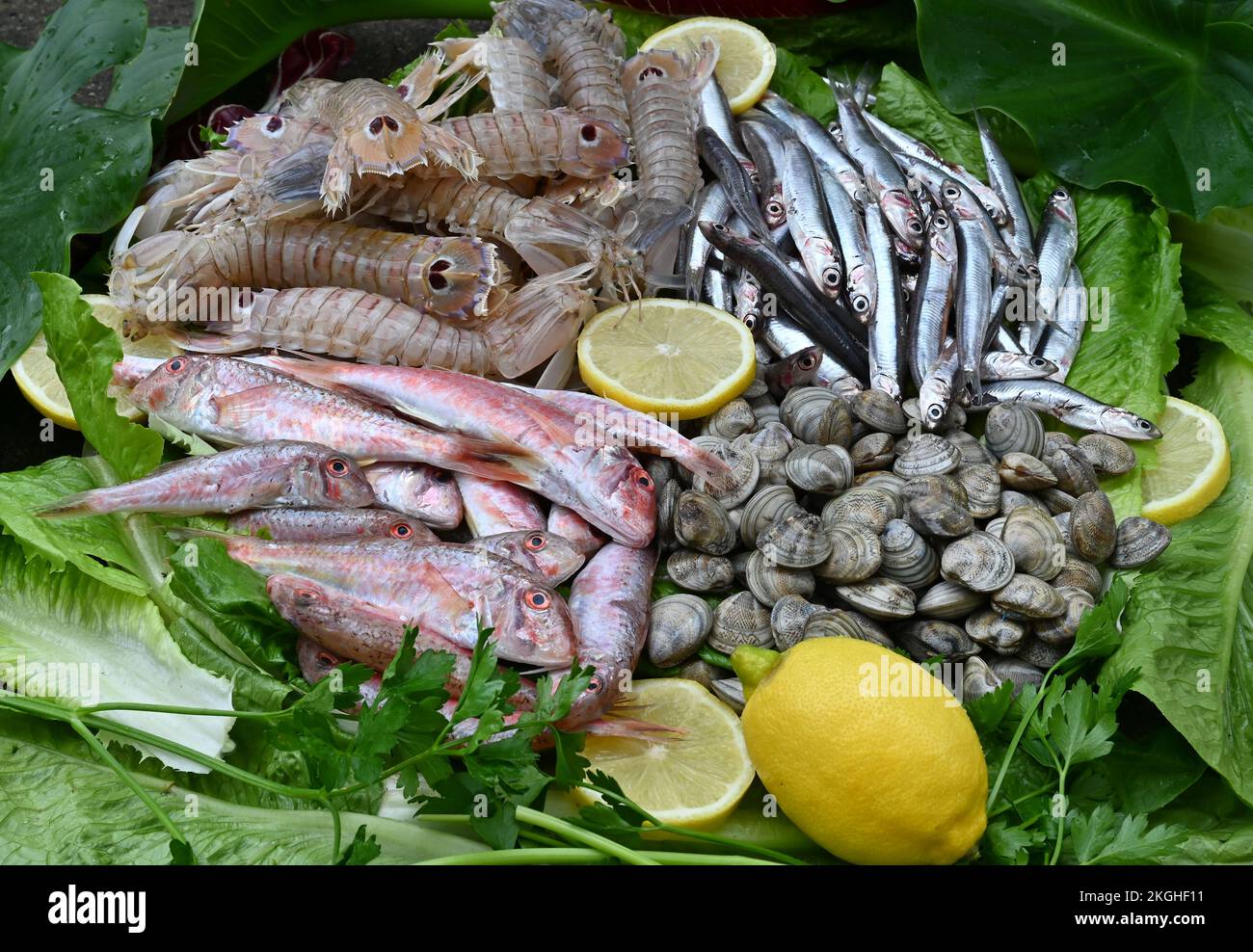 Poissons frais de la mer Adriatique: Mulet, crevettes mantis, anchois ...