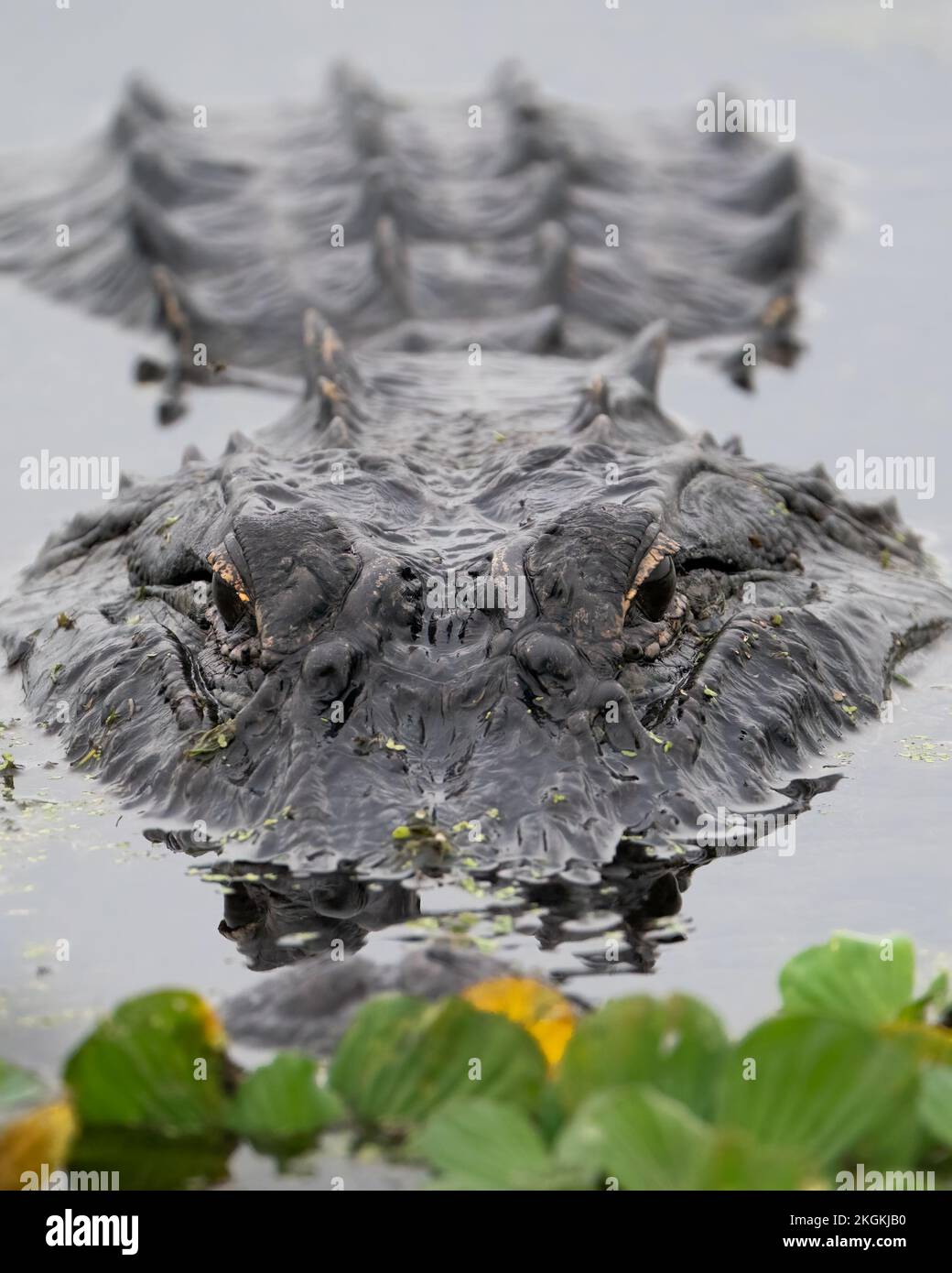 Alligators des marais Banque de photographies et d’images à haute ...