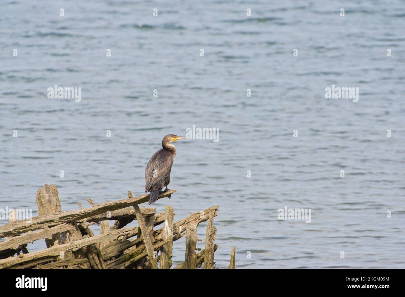 Cormoran espagne Banque de photographies et d’images à haute résolution ...