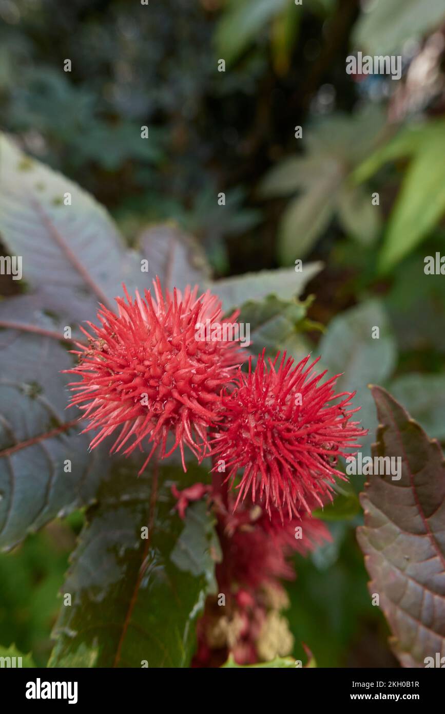 Ricinus communis in flower Banque de photographies et d’images à haute ...