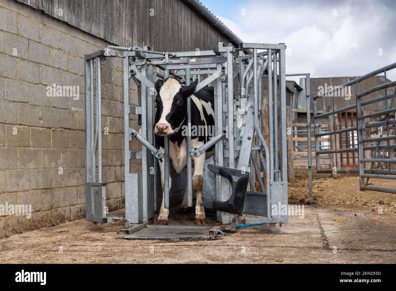 Cage de contention pour vaches Banque de photographies et d’images à haute résolution - Alamy
