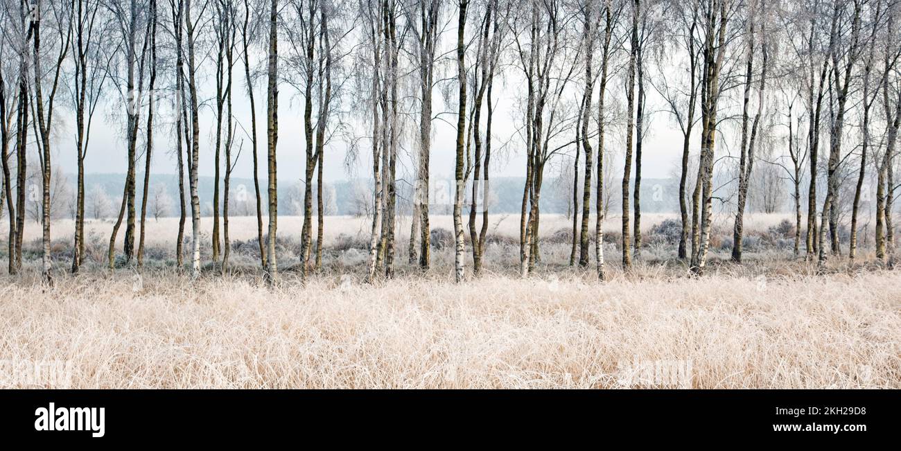 Hiver arbres givrés et herbes Ansons Bank sur la zone de Cannock Chase ...