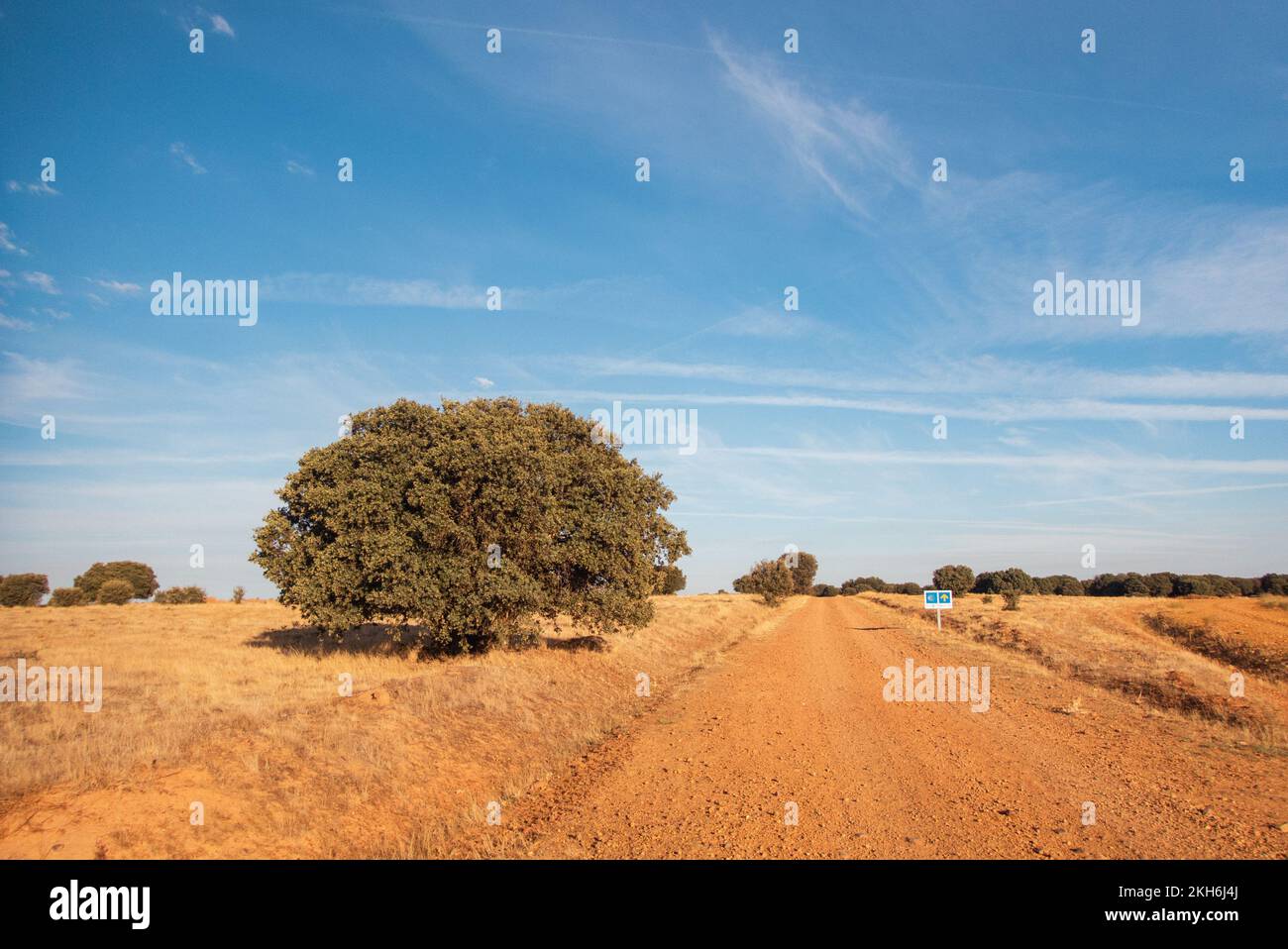 Tout droit comme une flèche: La route du pèlerin du chemin de Saint ...