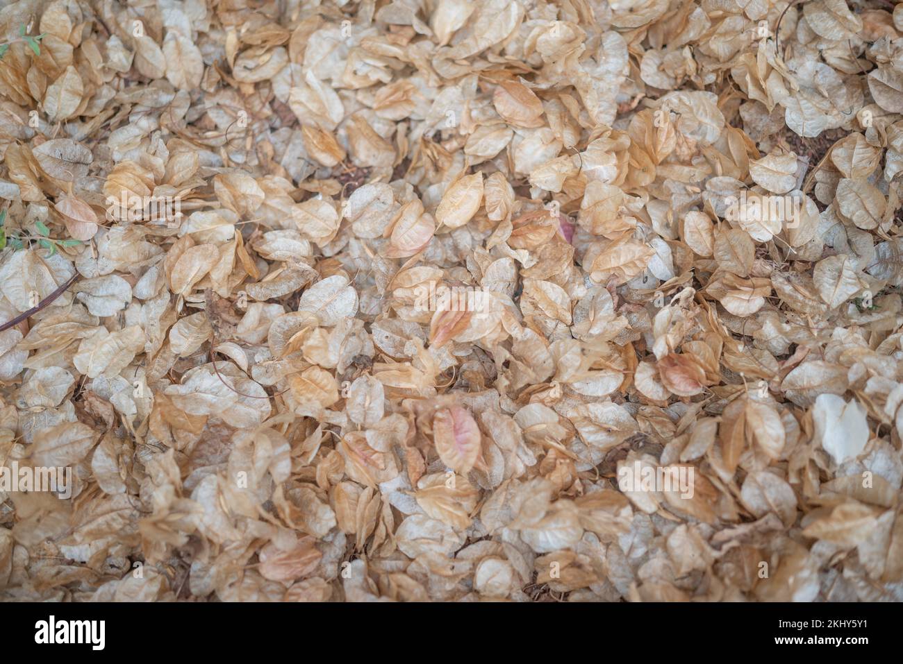 Fleurs marron clair Banque de photographies et d’images à haute ...