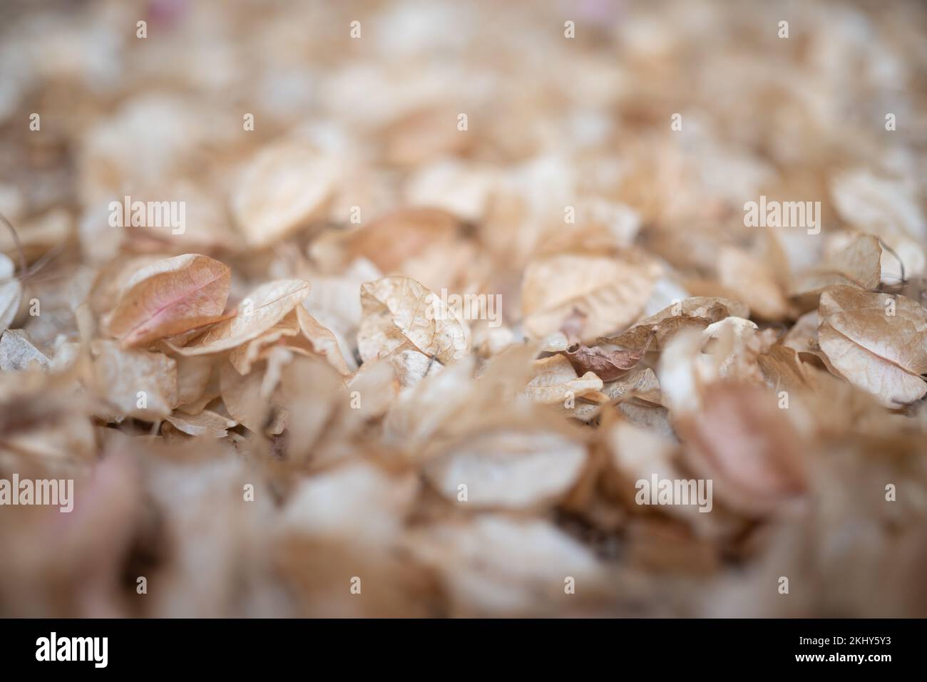 Fleurs marron clair Banque de photographies et d’images à haute ...