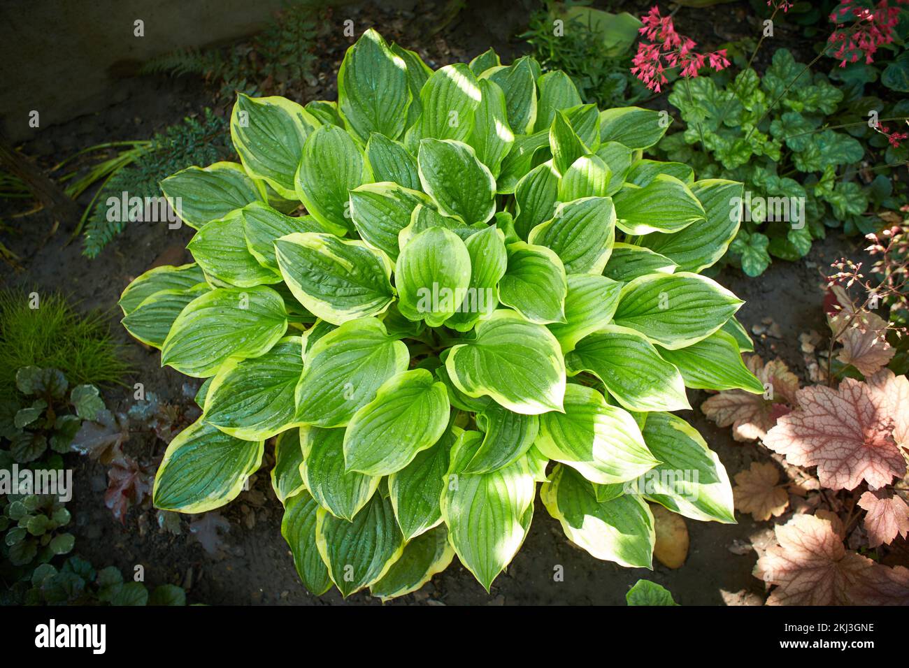 Plantain de lis ou de plantes à feuillage Hosta avec fleurs blanches ...