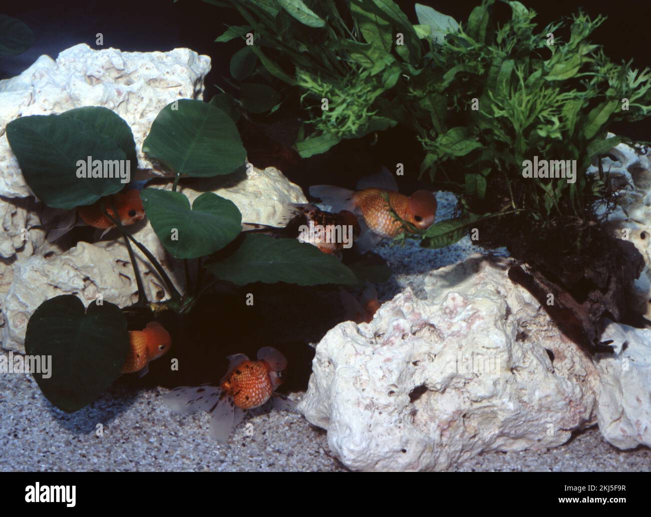 Anubias en aquarium Banque de photographies et d’images à haute ...