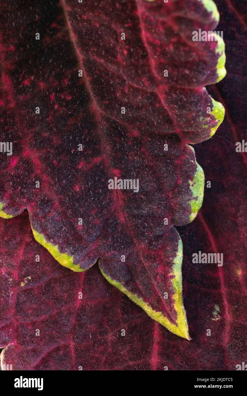 Wizard coleus (série Coleus scutellarioides Wizard), Labiatae. Plante ...
