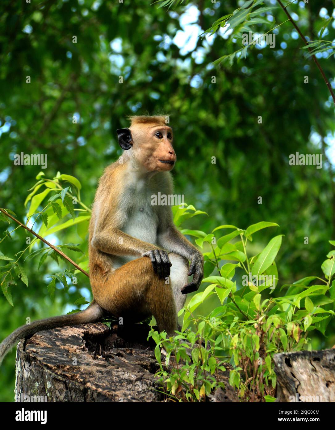 Photos de la faune du Sri Lanka. Visite Sri Lanka Photo Stock - Alamy