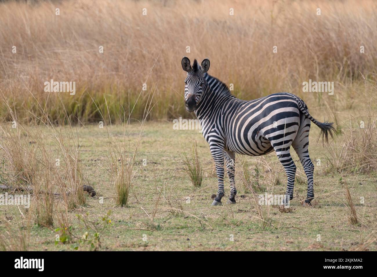 Zèbre des plaines de la sous-espèce zébrée de rampshay (Equus quagga ...