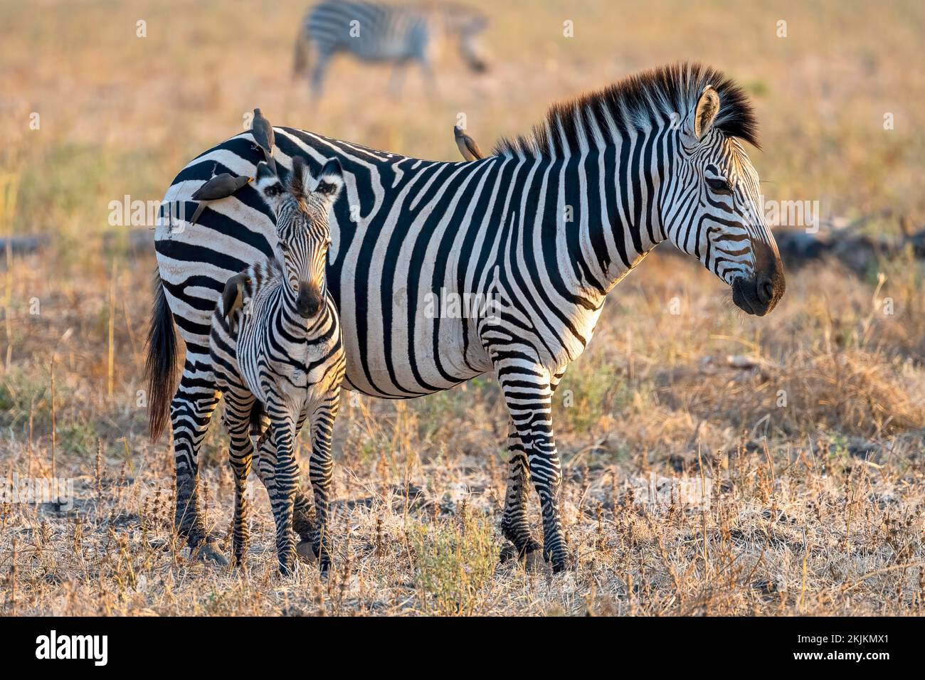 Zèbre des plaines de la sous-espèce zébrée de rampshay (Equus quagga ...