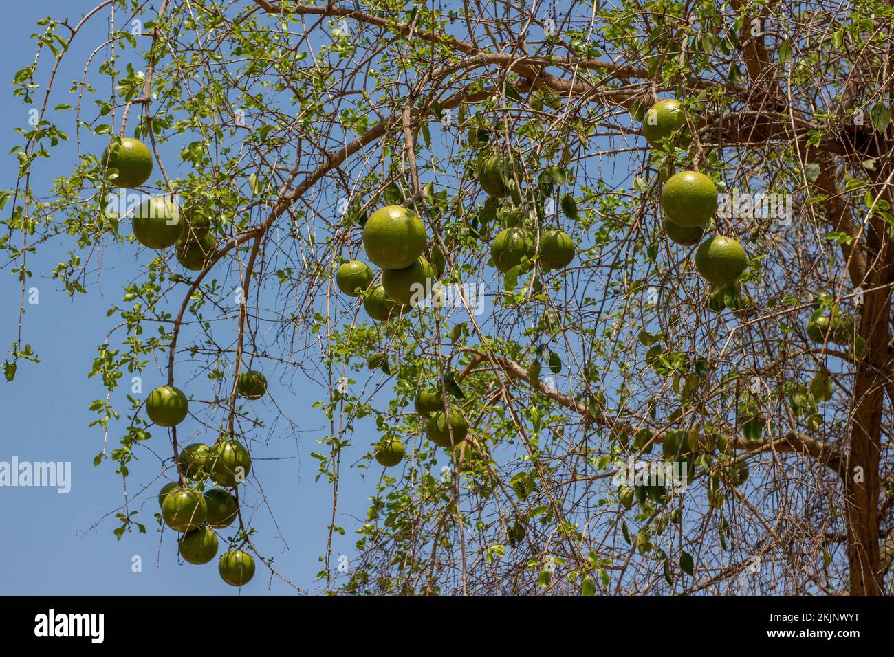 Fruit de singe strychnos spinosa Banque de photographies et d’images à ...
