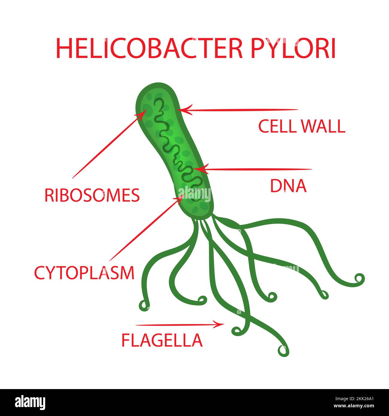HELICOBACTER BACTÉRIES médecine Schéma éducatif Schéma vectoriel ...
