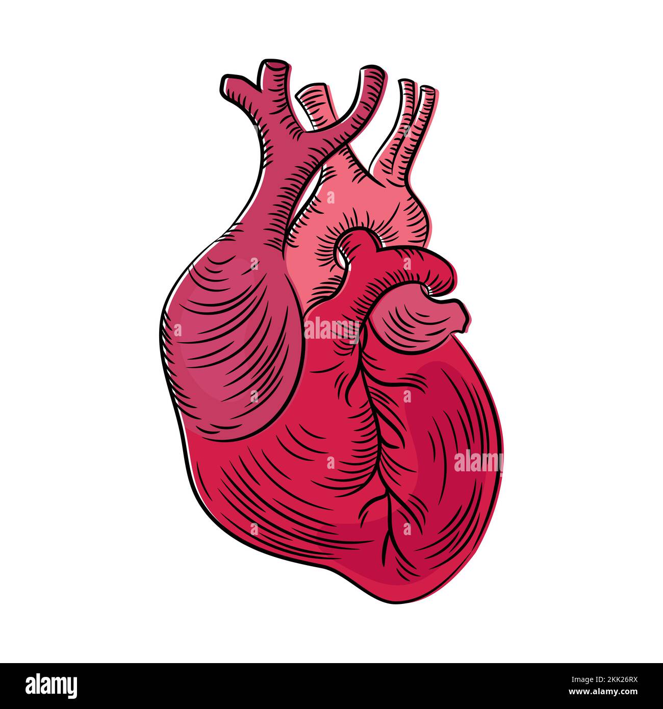 COEUR STRUCTURE ANATOMIQUE médecine Schéma d'éducation Schéma vectoriel humain dessin manuel ...