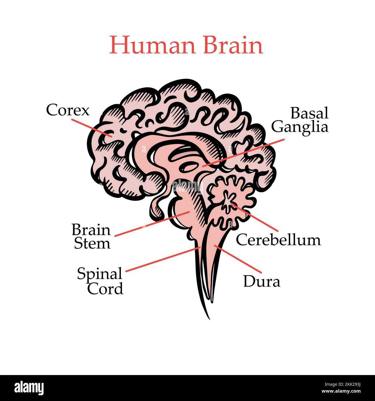 Dessin de nerf Banque d'images vectorielles - Alamy