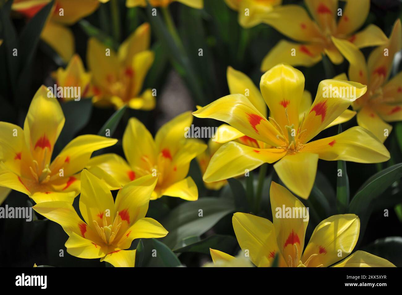 Tulipe dubian tschimgan Banque de photographies et d’images à haute ...