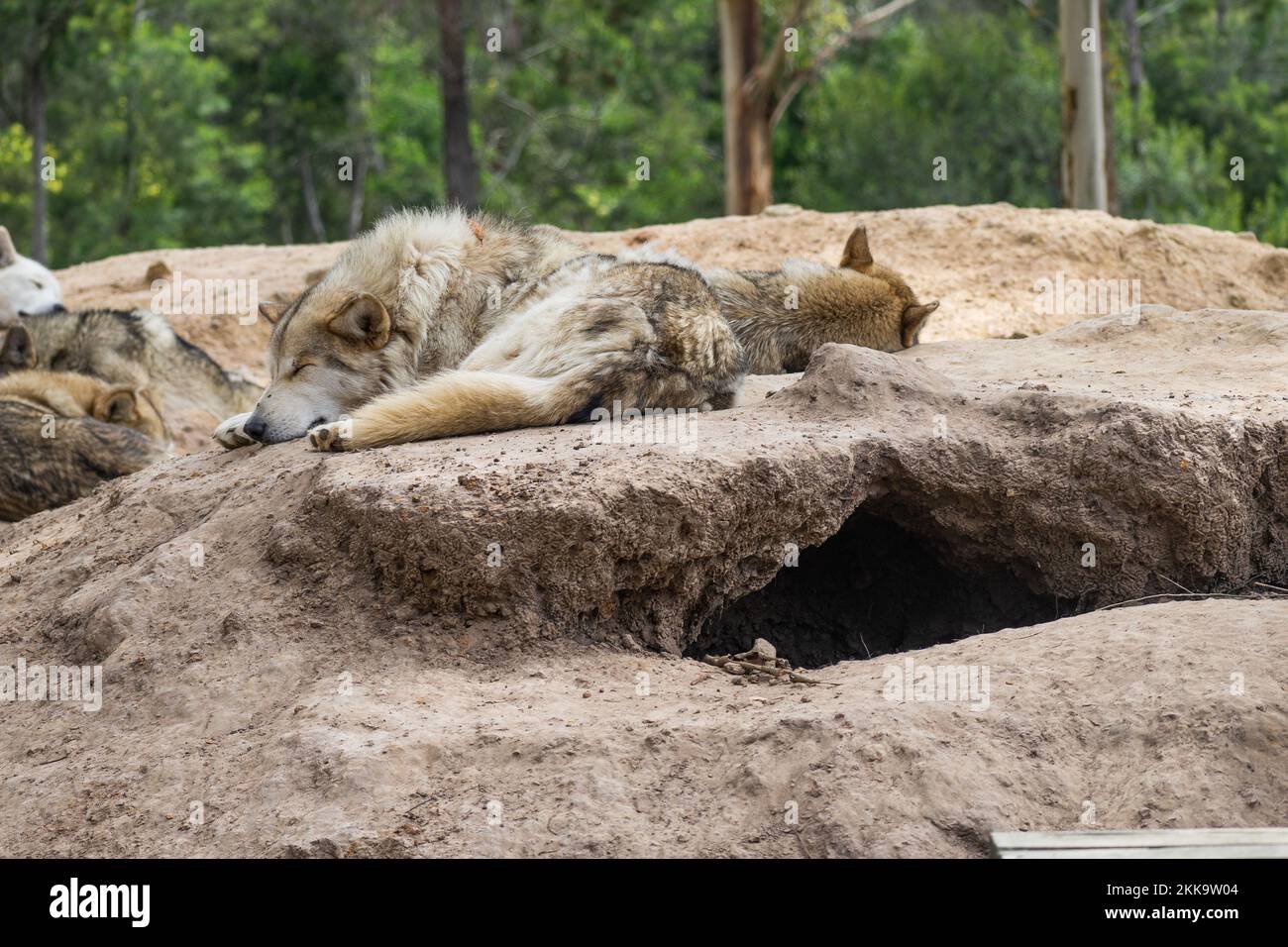 Sleeping wolves Banque de photographies et d’images à haute résolution - Alamy