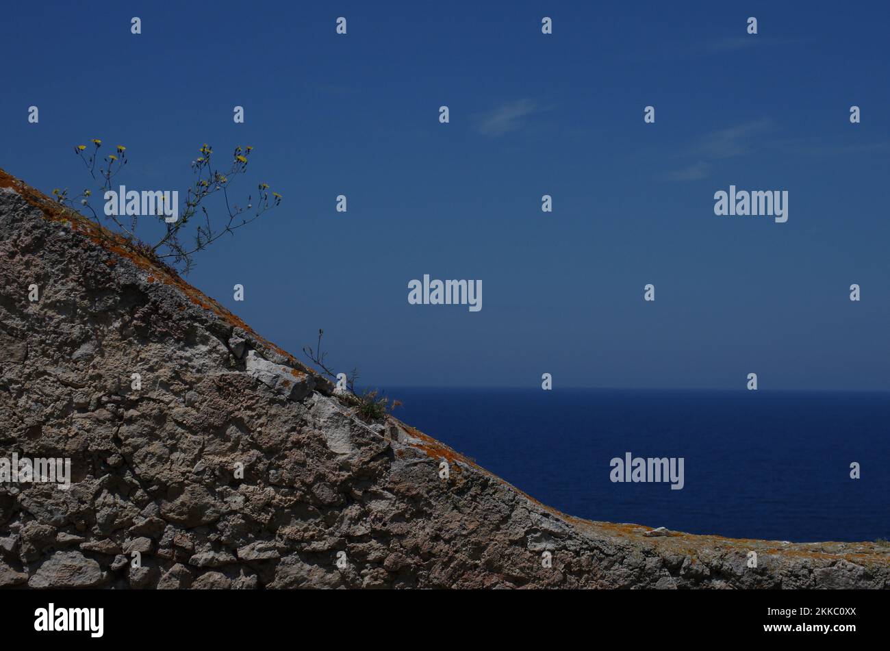 Plantes sous marines uniques Banque de photographies et d’images à ...