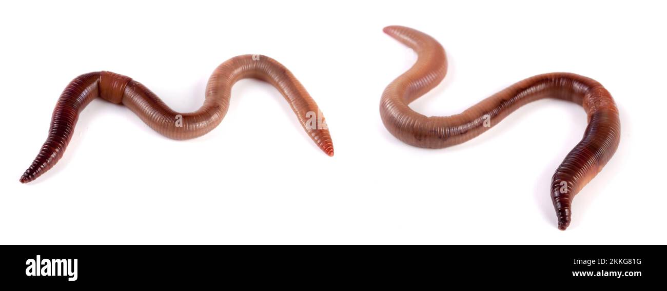 Vers de terre Banque d'images détourées - Alamy