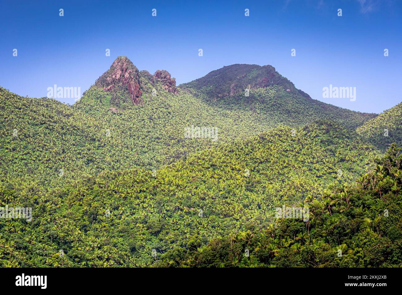 Los Picachos dans le parc national de la forêt tropicale d'El Yunque ...
