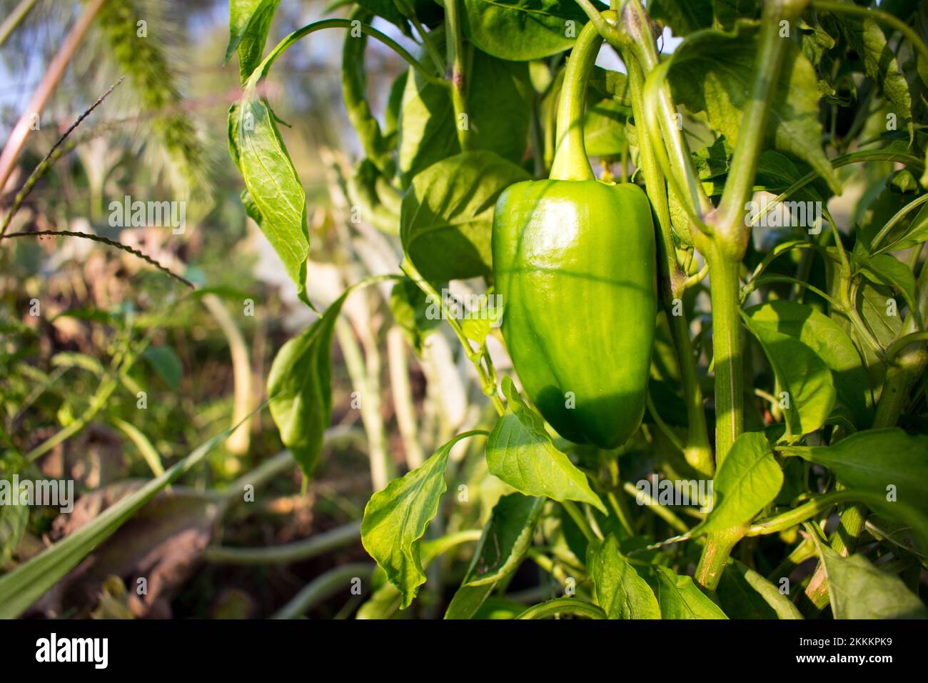 Poivron vert sur plante Banque de photographies et d’images à haute ...