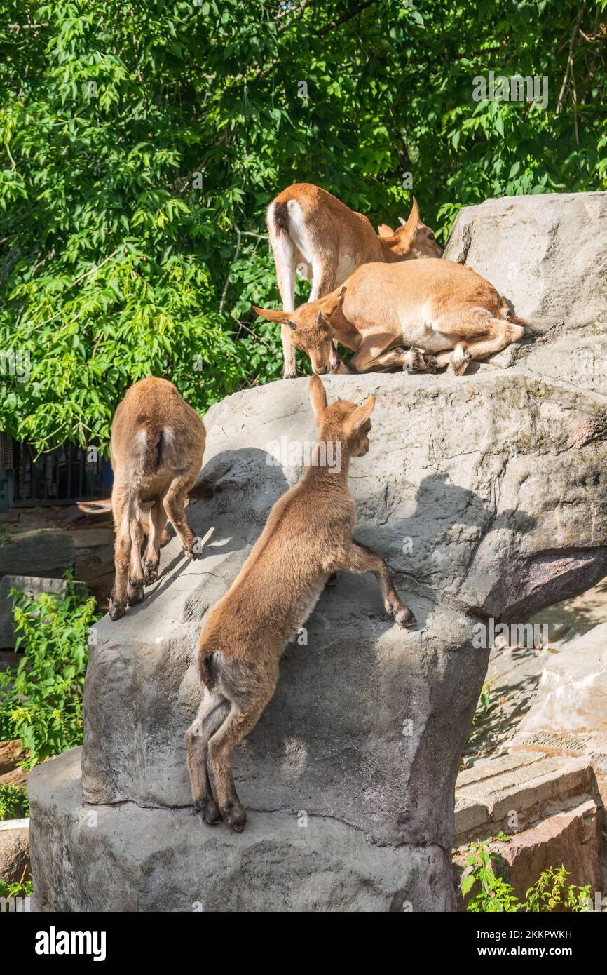 Markhor goatlings sautent sur les rochers. Markhor, Capra falconeri ...
