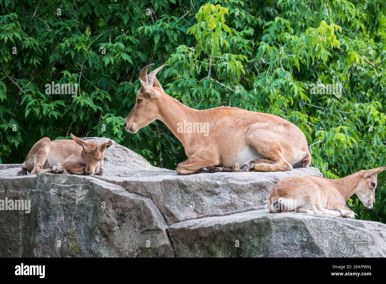 Markhor goatlings sautent sur les rochers. Markhor, Capra falconeri ...