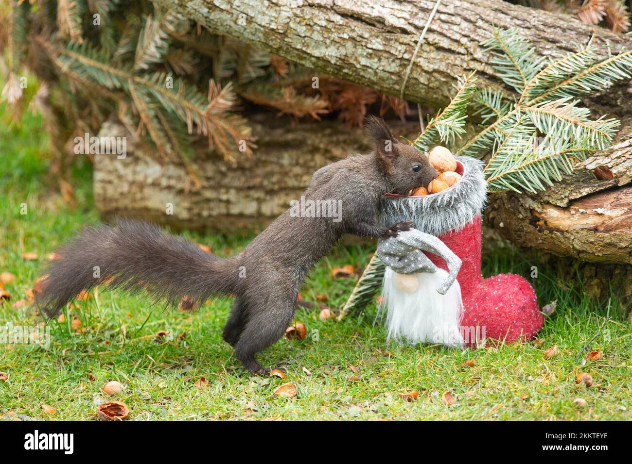 Écureuil debout à côté de la botte du Père Noël avec des écrous devant ...