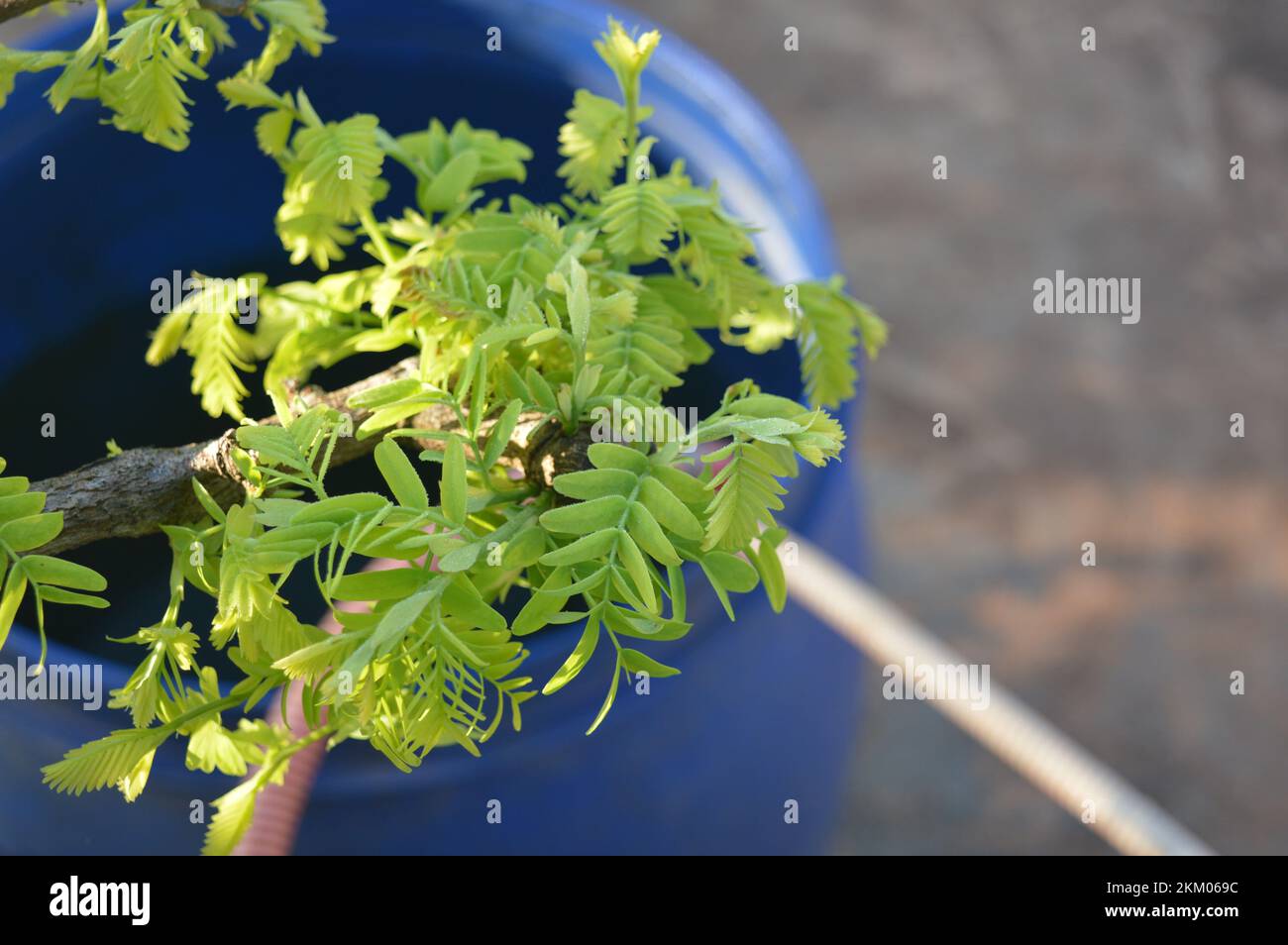 Tamarind leaves Banque de photographies et d’images à haute résolution ...
