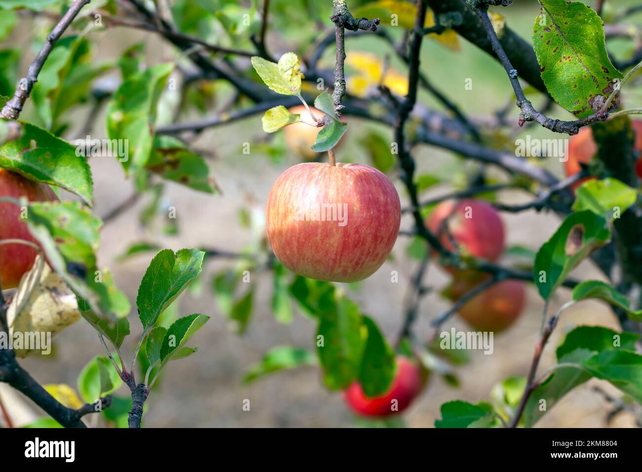 jardin d'été avec arbres fruitiers et récolte de pommes, activité ...