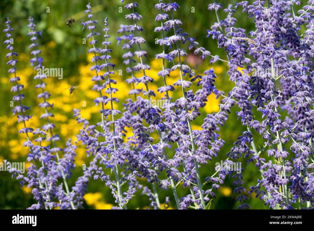 Perovskia atriplicifolia blue spire Banque de photographies et d’images ...