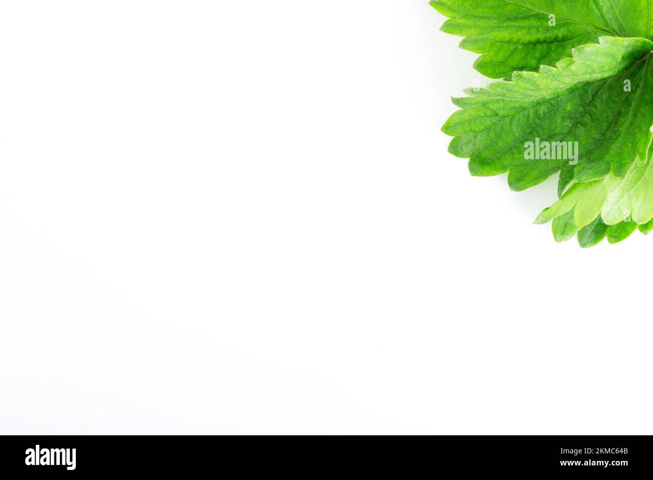 Fraise verte Banque de photographies et d’images à haute résolution - Alamy